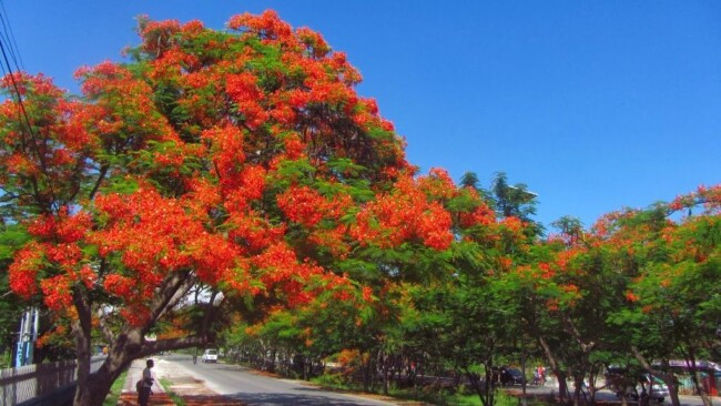 Bunga Sepe, Si Flamboyan yang Menjadi Penanda Pulang - NarasiTimur.Com